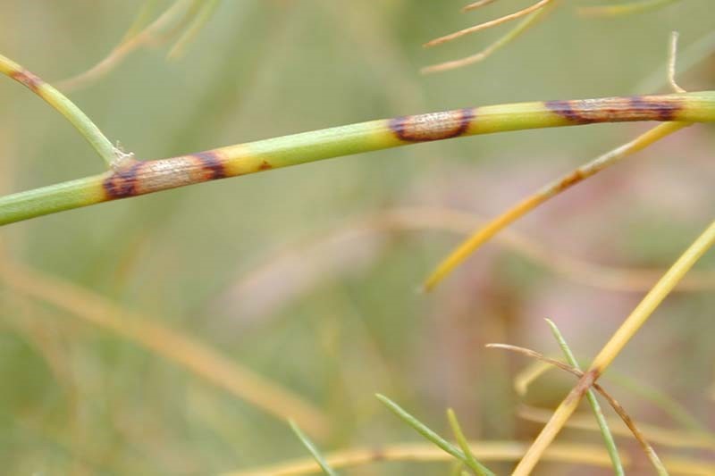 How To Grow Asparagus easily. - Edible Gardening 101
