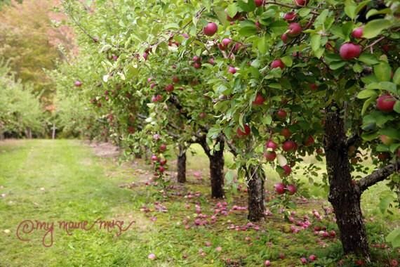 Dwarf Fruit Trees-Big things to come! - Edible Gardening 101